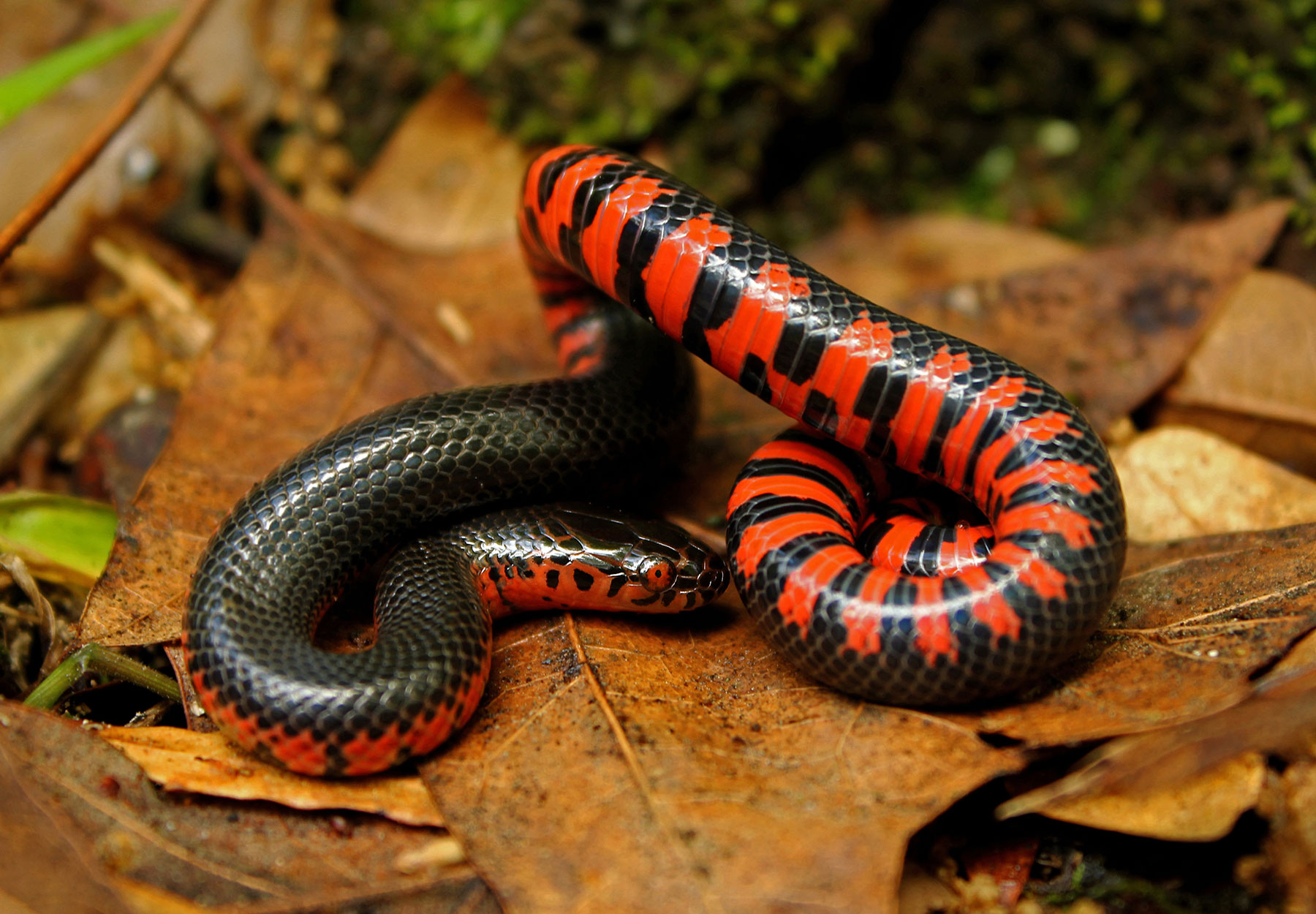 Wild Thing Western Mud Snake November 2021 TPW Magazine Wild Thing Western Mud Snake November 2021 TPW Magazine
