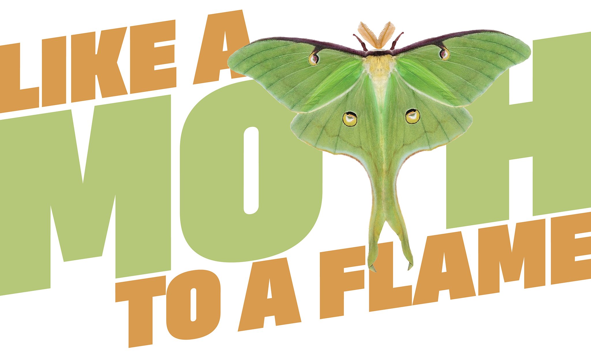 Aquatic Caterpillars Turn Into Beautiful Moths - Texas Parks & Wildlife ...